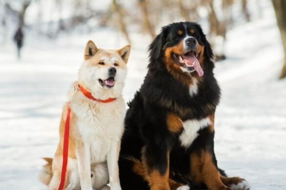 Why Do Dogs Like Bones? Benefits, Safety & Best Natural Chews - Pure ...