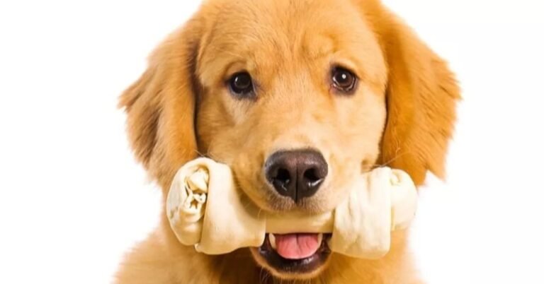 Why Do Dogs Like Bones? Benefits, Safety & Best Natural Chews - Pure ...