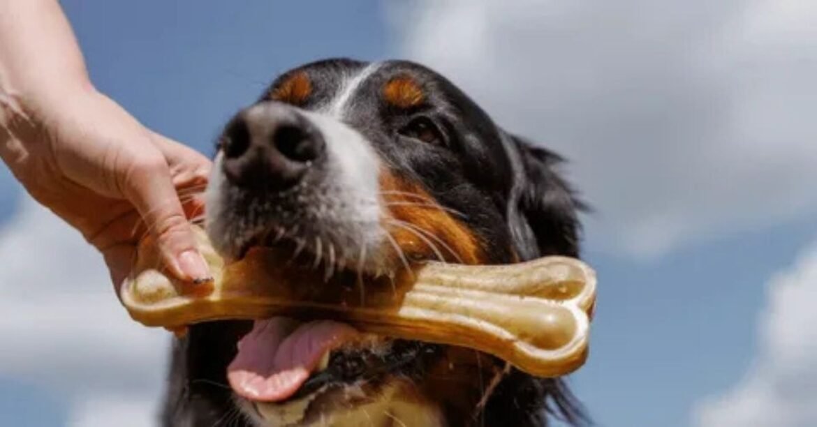 Why Do Dogs Like Bones? Benefits, Safety & Best Natural Chews - Pure ...