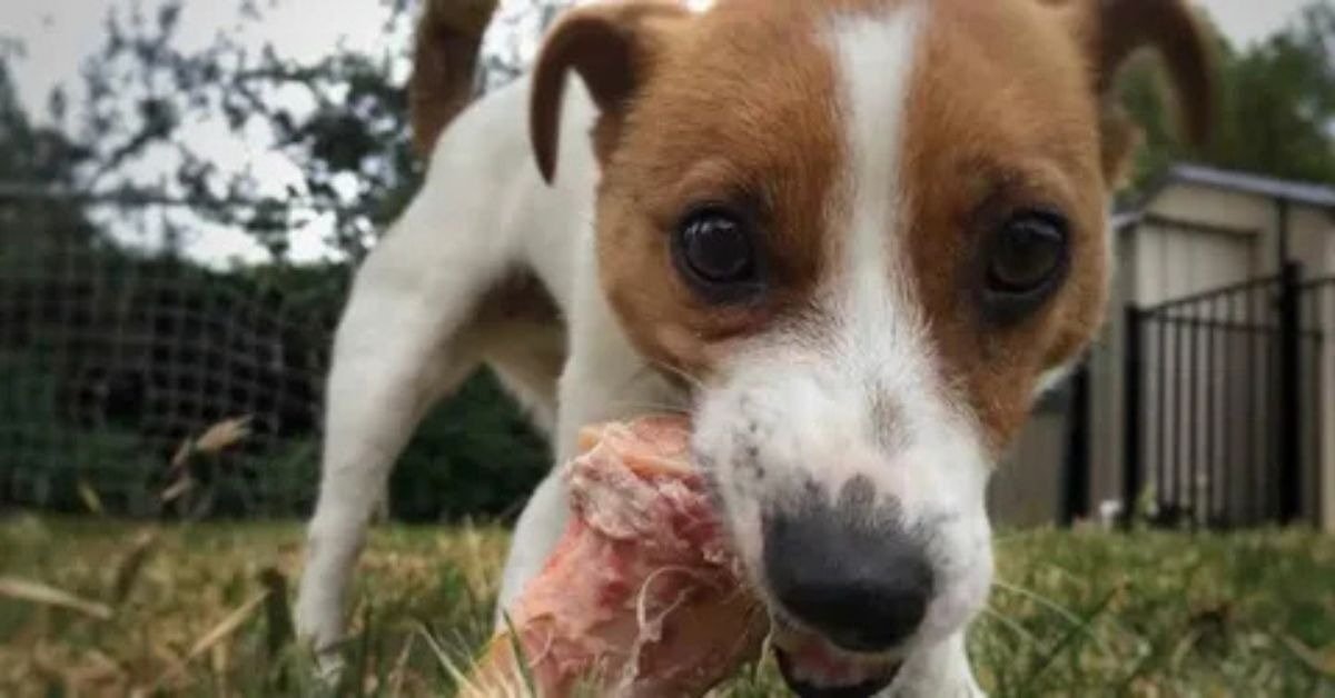 Why Do Dogs Like Bones? Benefits, Safety & Best Natural Chews - Pure ...