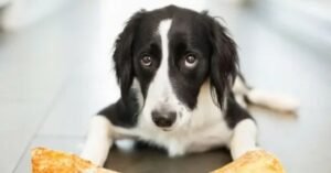 Why Do Dogs Like Bones? Benefits, Safety & Best Natural Chews - Pure ...
