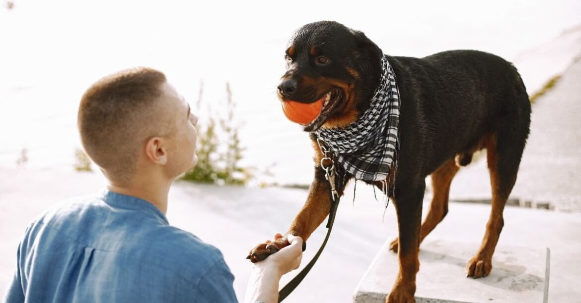 Vestibular Disease in Dogs: Symptoms, Recovery & Treatment